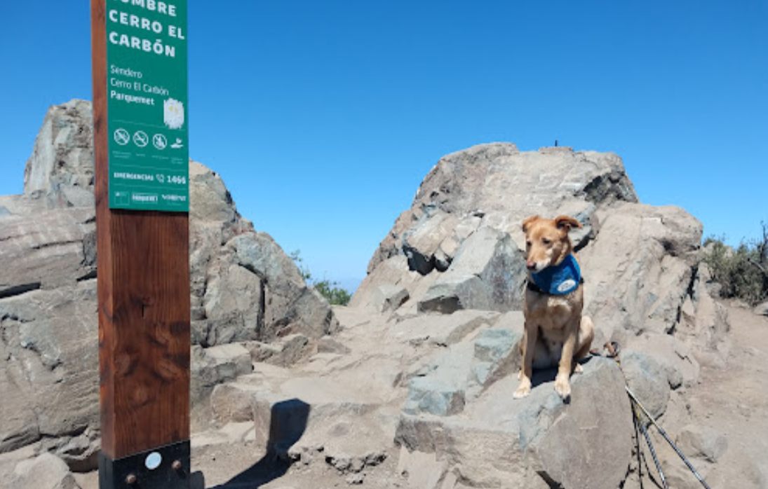 ¿Dónde Hacer trekking con mi Perro en Santiago? Te damos las mejores ...