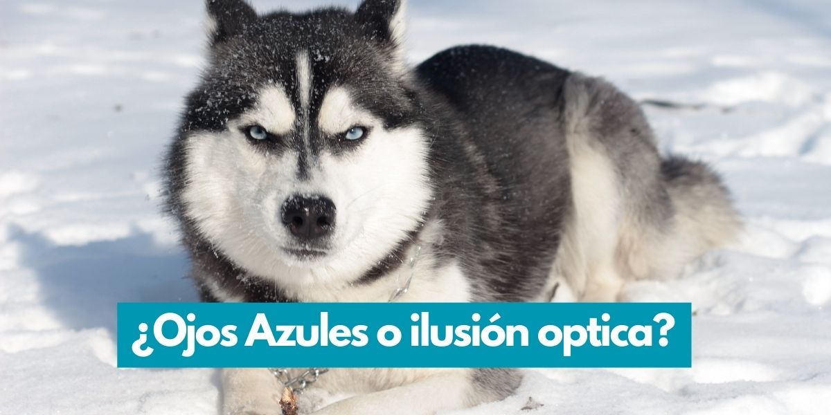 ¿De qué color ven los perros? Una mirada profunda a la visión de los ...