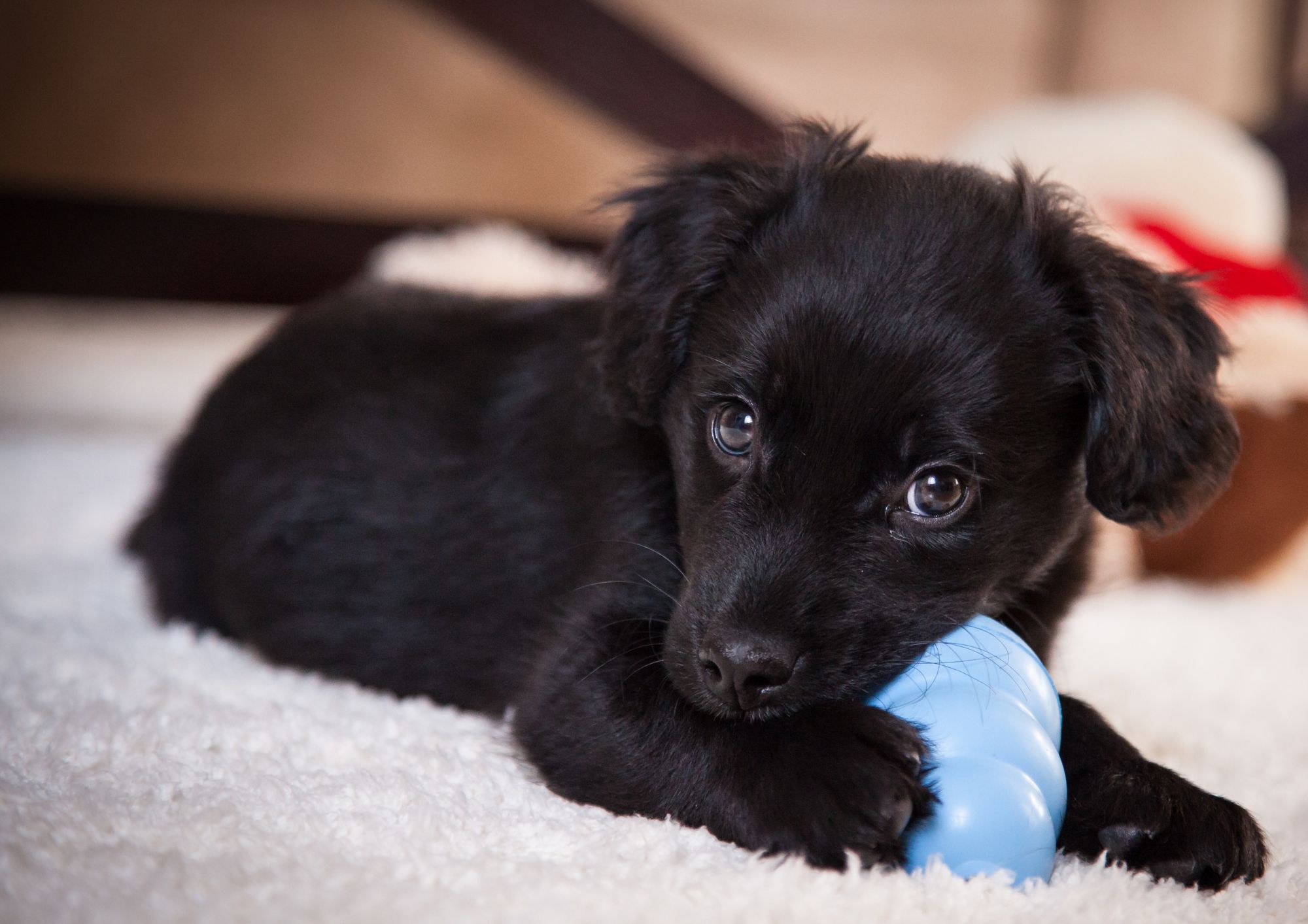 ¿A qué edad cambian los dientes los perros? - Conmiperro - Todo sobre ...