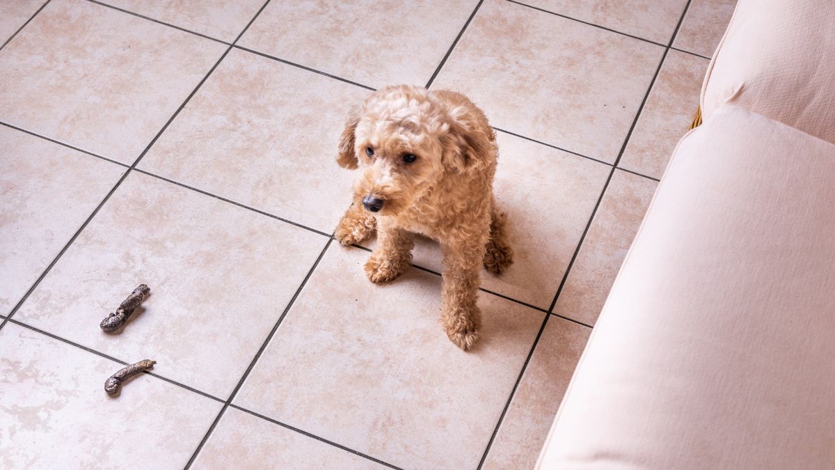 ¿Porqué los perros comen caca? Causas y soluciones para este ...