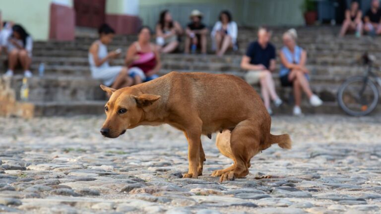 ¿Porqué los perros comen caca? Causas y soluciones para este ...